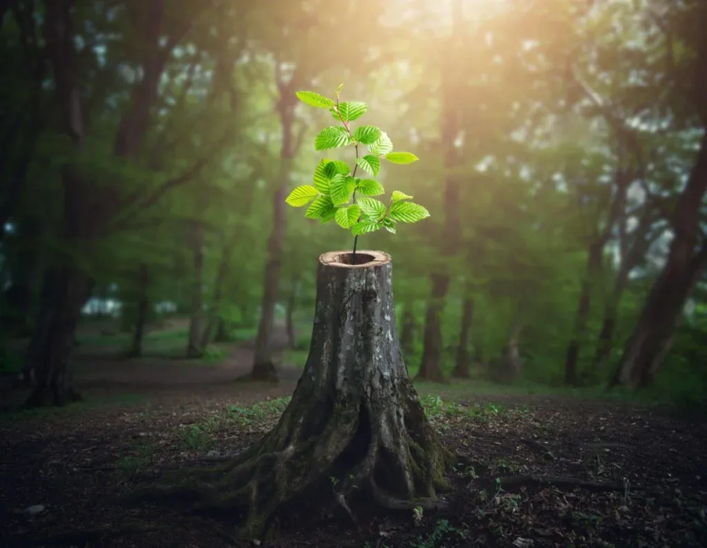 Perseverance vs Resilience - Self Help Powers